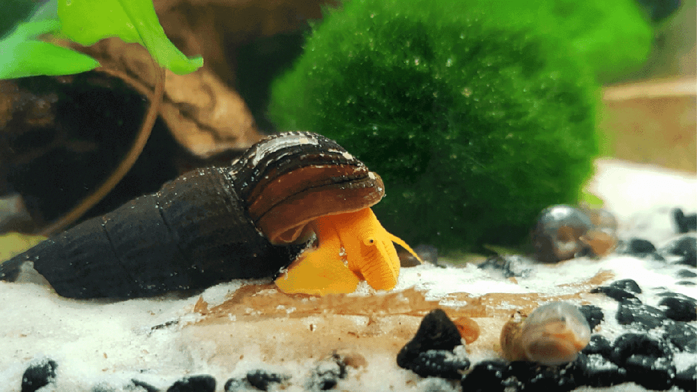 Do Snails Really Clean Aquariums? – CleanAquaria.com