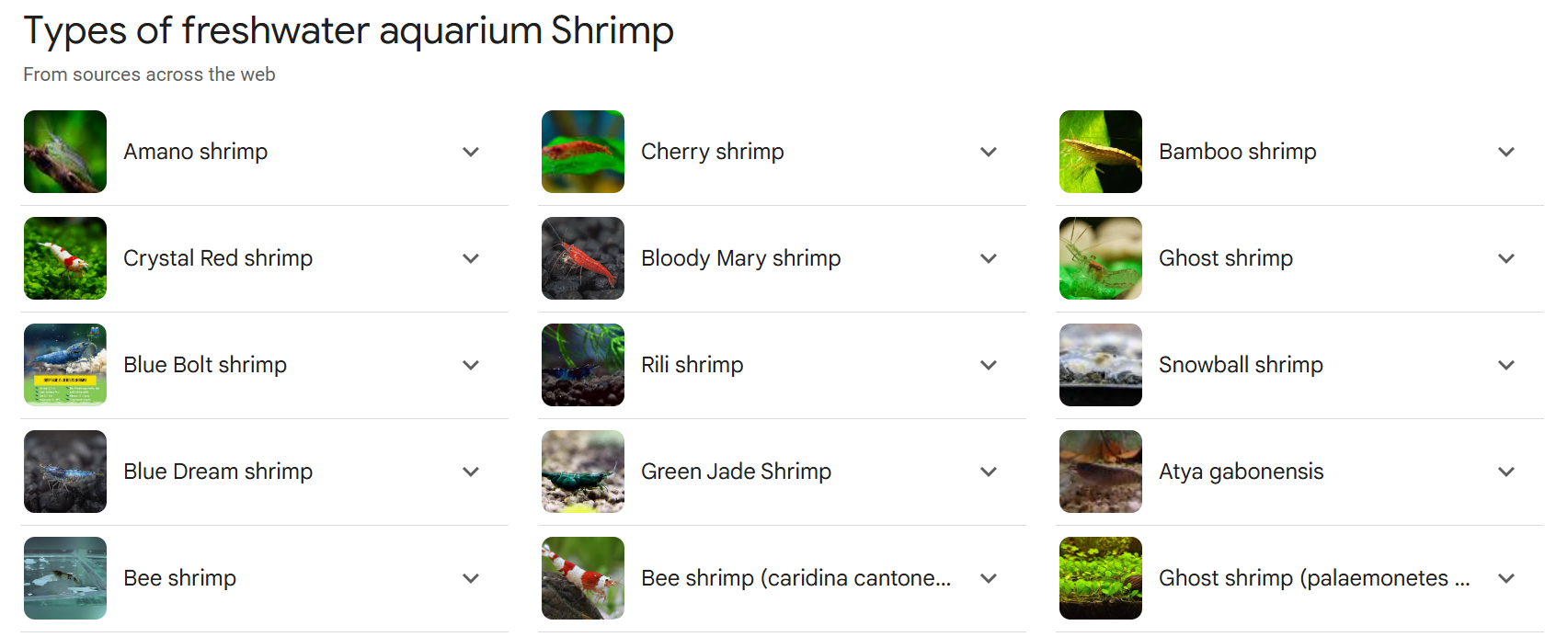 Why We Love These Unique Types of Freshwater Shrimps – CleanAquaria.com